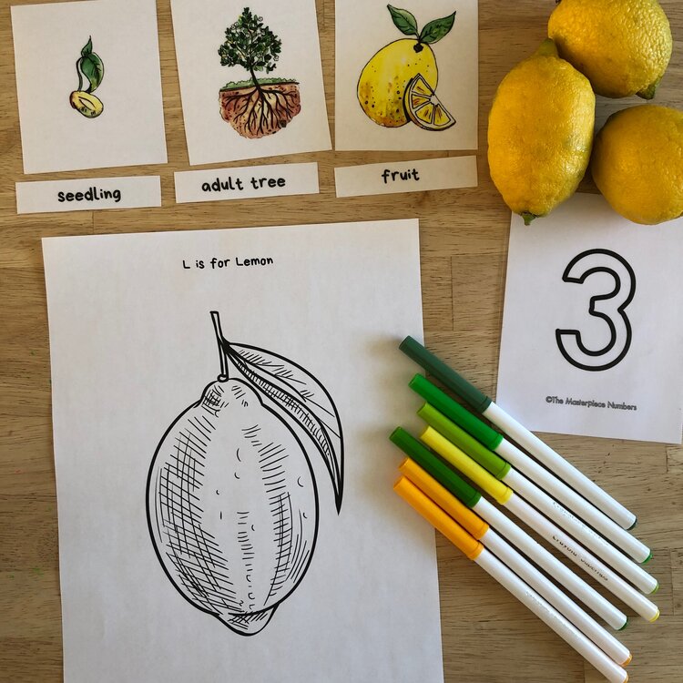 Adventures in Italy Week 6 Gardens + Lemon Life Cycle BUNDLE – The ...