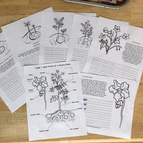 Life Cycle of a Potato Unit Study – The Masterpiece Studio